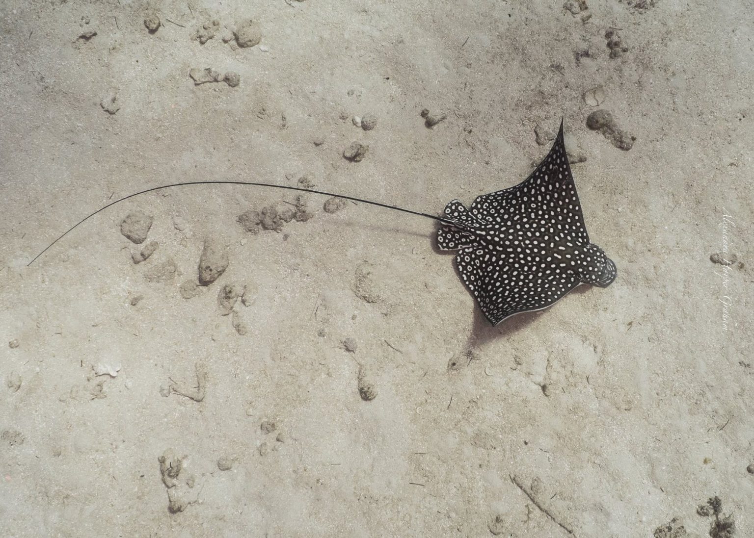 Best Dive Sites of Roatan Honduras - Coconut Tree Divers