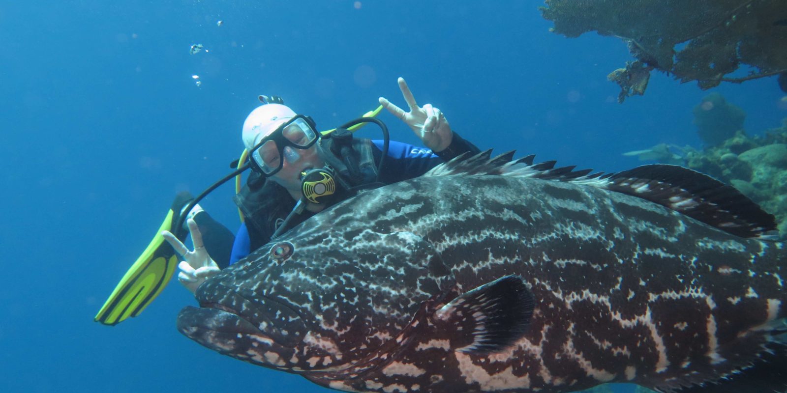 Scuba Diving Archives - Coconut Tree Divers