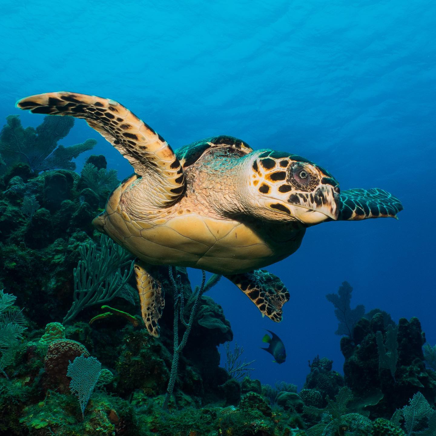 How to Conserve Air While Diving - Coconut Tree Divers