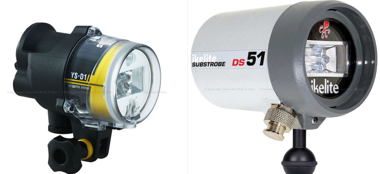 Underwater Photography Archives - Coconut Tree Divers